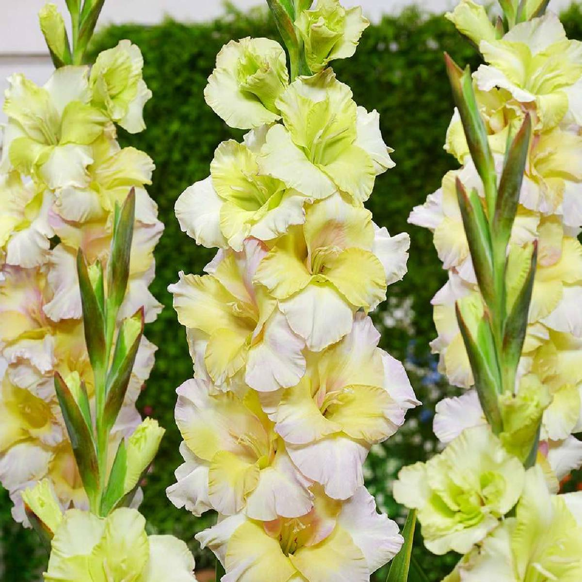 Mieczyk Speed Date| Sadowniczy.pl