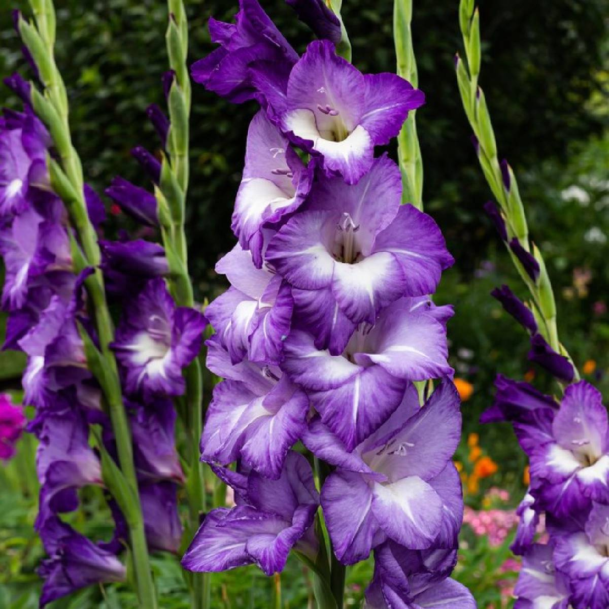 Mieczyk wielkokwiatowy Blue Isle fioletowo-biały| Sadowniczy.pl