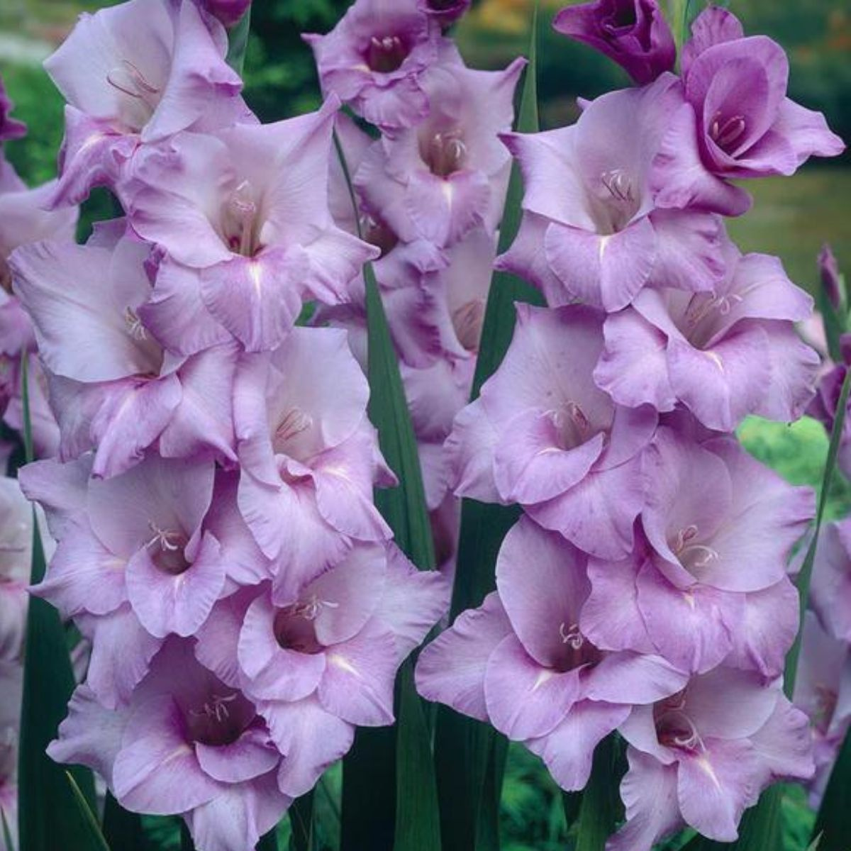 Mieczyk wielkokwiatowy Blue Tropic niebieski| Sadowniczy.pl