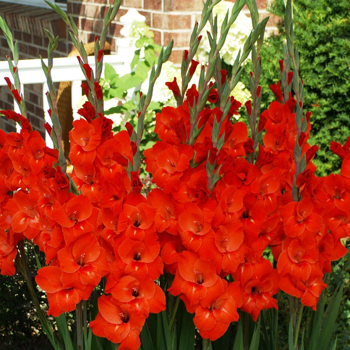 Mieczyk wielkokwiatowy Czerwony | Sadowniczy.pl