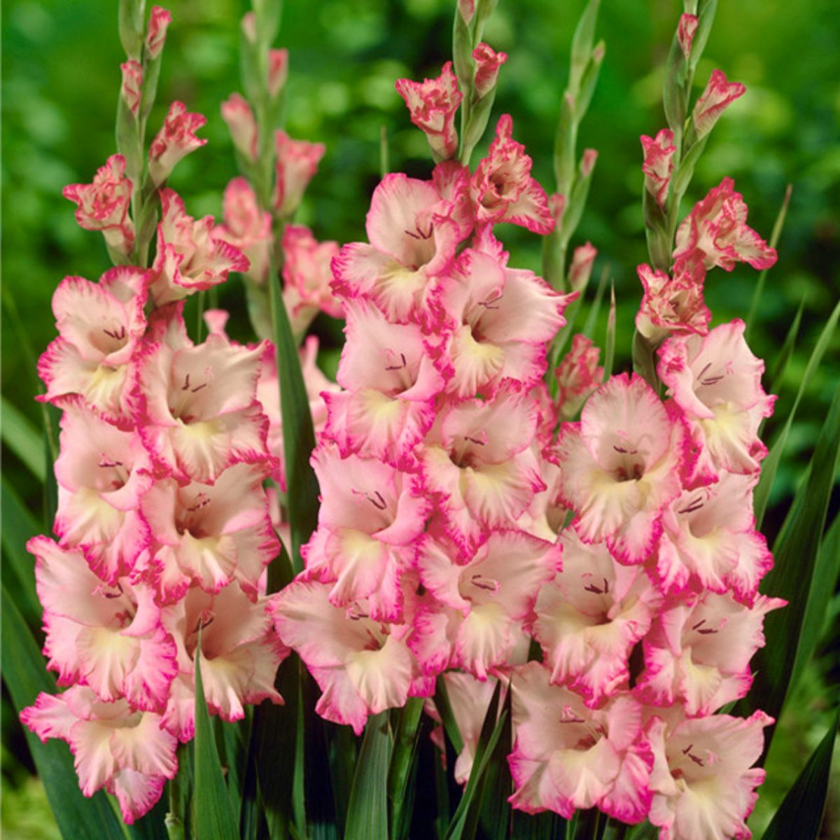 Mieczyk wielkokwiatowy Priscilla| Sadowniczy.pl