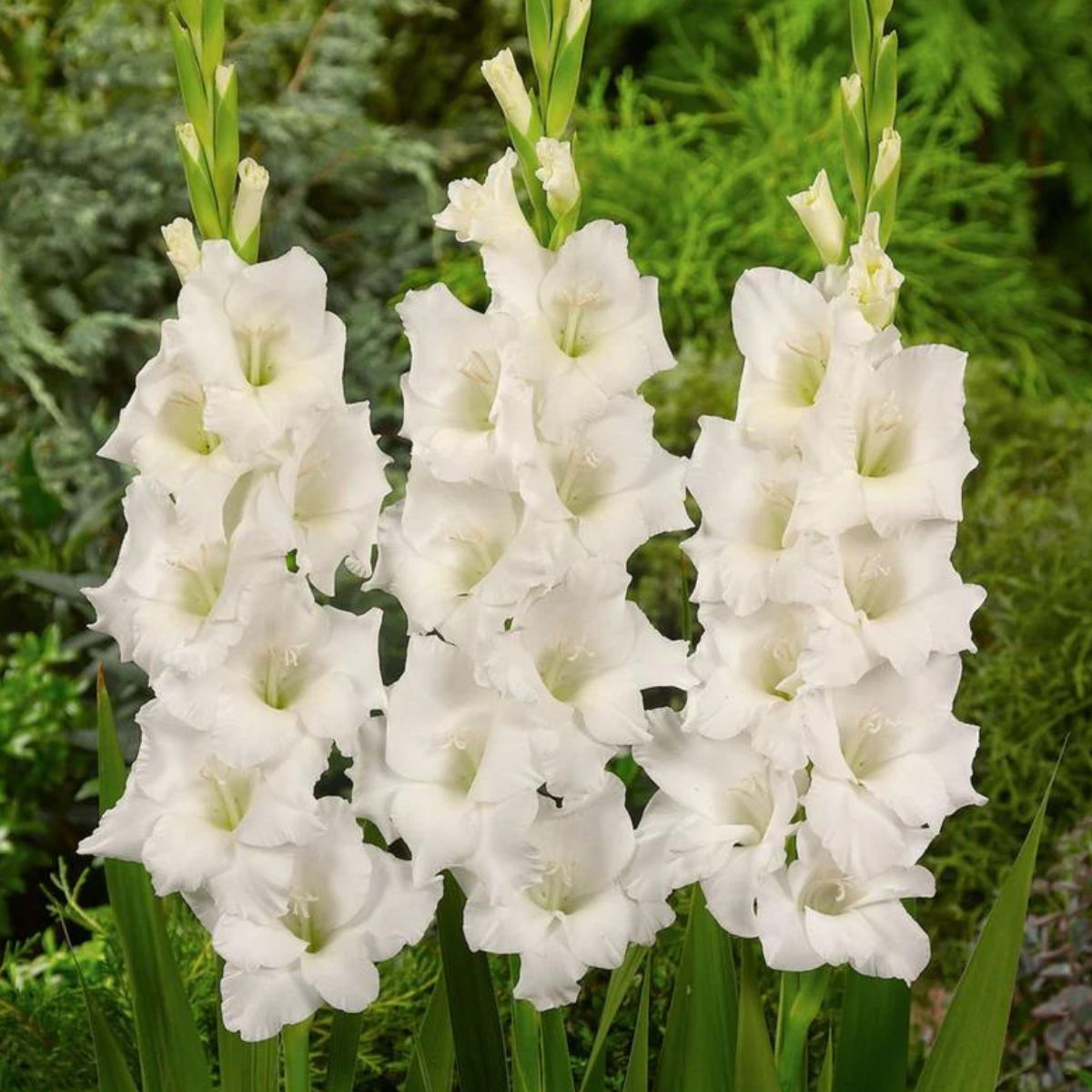 MIECZYK - gladiolus - wielkokwiatowy - White Heaven - olbrzymi wybór