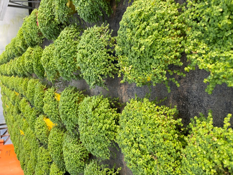 Mięta ozdobna Mini Mint pachnąca Hybryda Nowość| Sadowniczy.pl