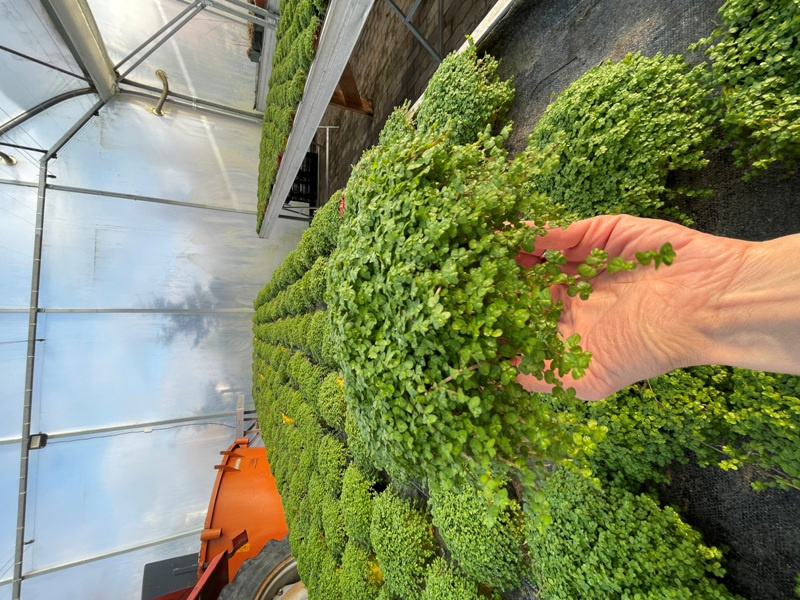 Mięta ozdobna Mini Mint pachnąca Hybryda Nowość| Sadowniczy.pl