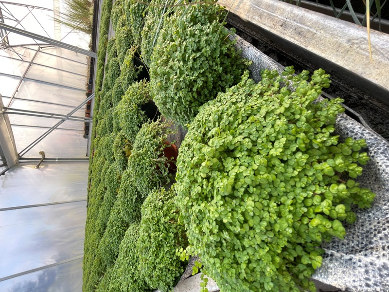 Mięta ozdobna Mini Mint pachnąca Hybryda Nowość| Sadowniczy.pl