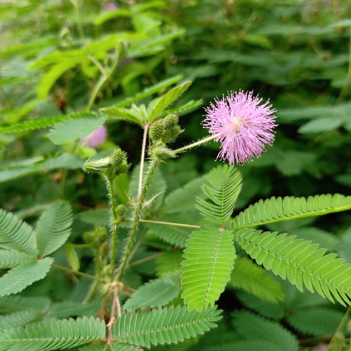 Mimoza wstydliwa czułek wstydliwy Mimosa pudica 0,2 g| Sadowniczy.pl