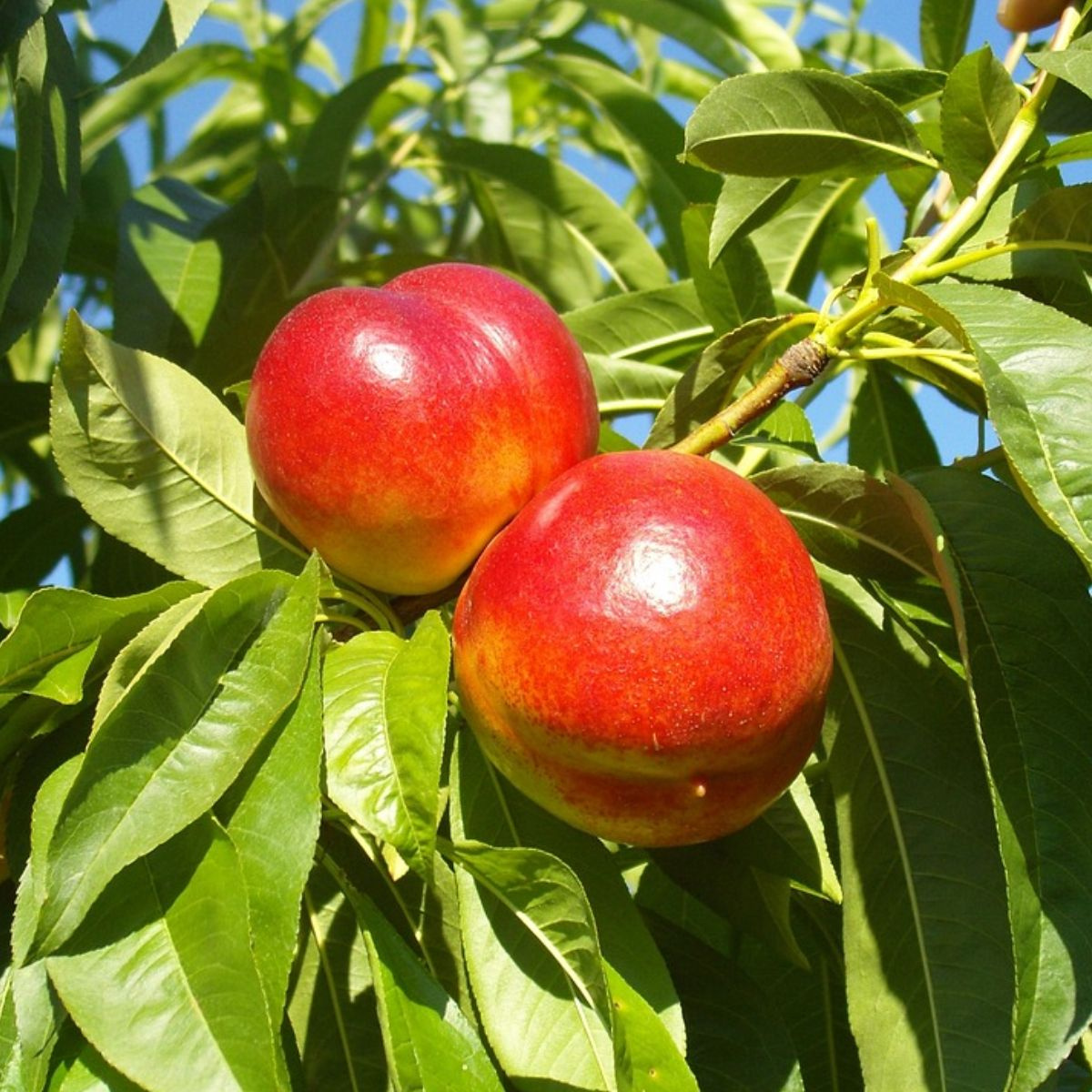 Mini Nektaryna Karłowa Rubis Sadzonki - Słodkie Owoce