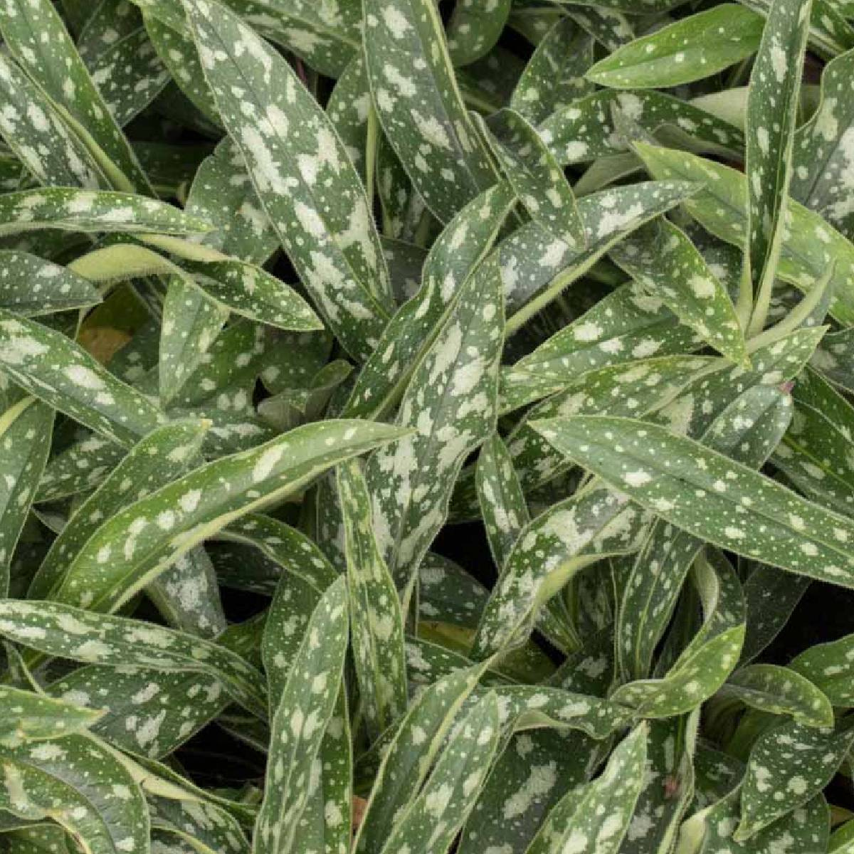 Miodunka wąskolistna EB Anderson (C2)| Sadowniczy.pl