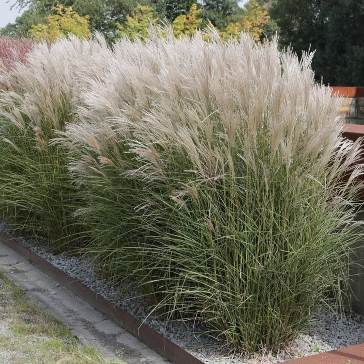 Miscanthus sinensis Miskant chiński Malepartus| Sadowniczy.pl