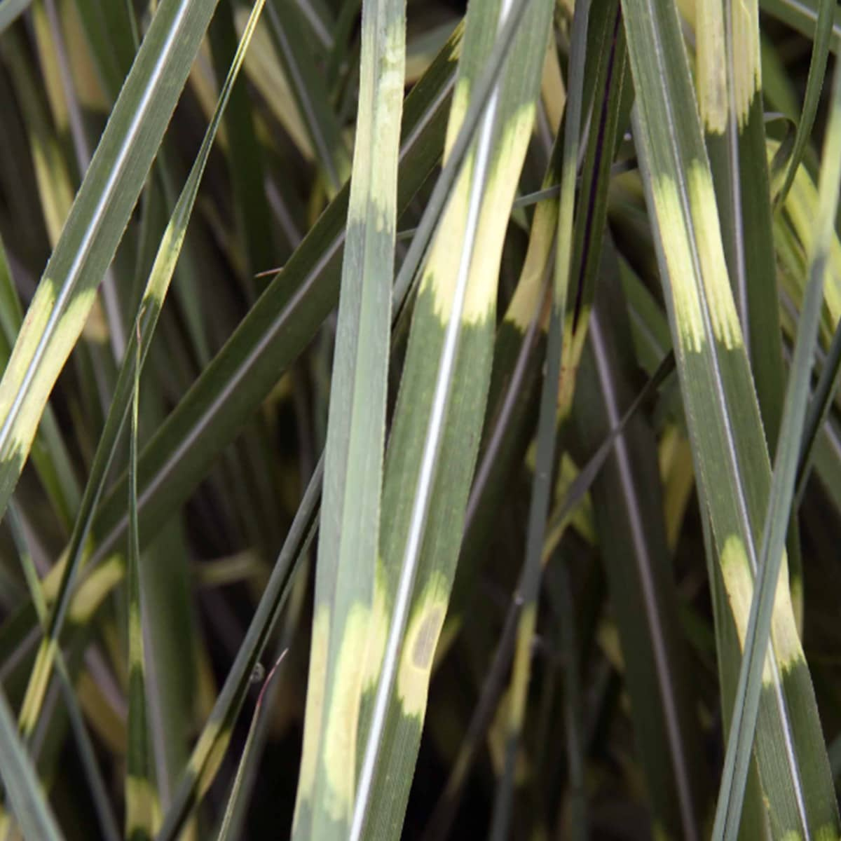 Miskant chiński 'Little Zebra'| Sadowniczy.pl