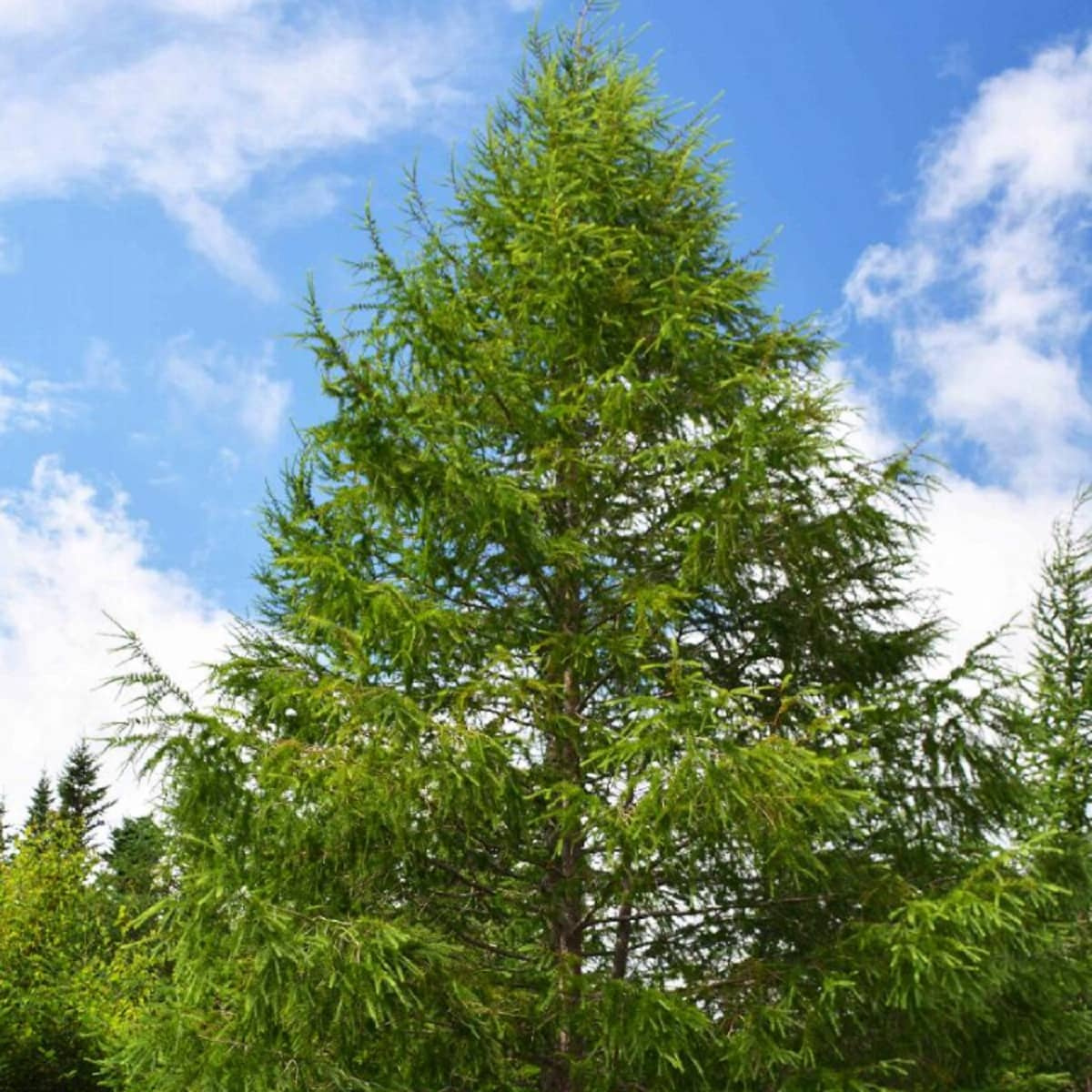 Modrzew japoński Larix kaempferi P9| Sadowniczy.pl