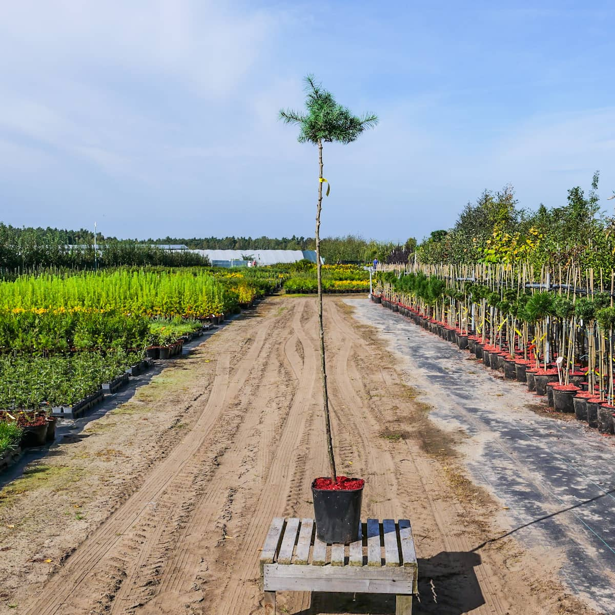 Modrzew japoński Stiff Weeper PA 140/160| Sadowniczy.pl