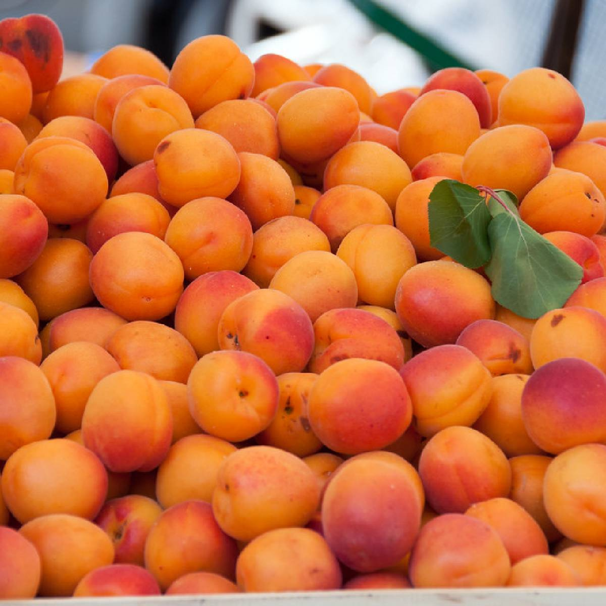 Morela Big Red w doniczce (C2)| Sadowniczy.pl