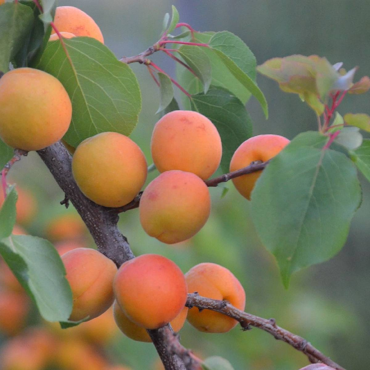 Morela Big Red w doniczce (C2)| Sadowniczy.pl