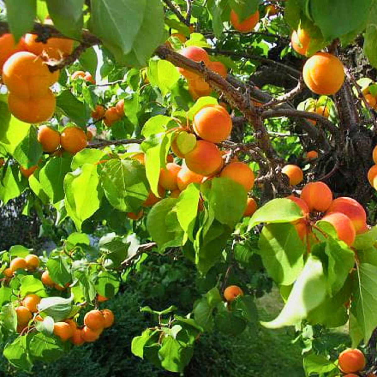 Morela Early Orange - Drzewko z Aromatycznymi Owocami