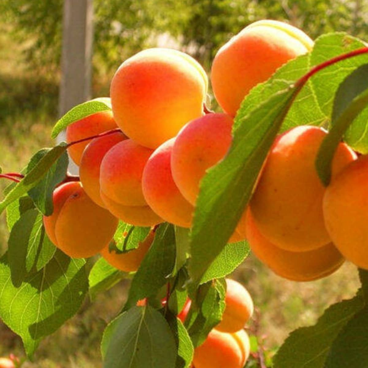 Morela Słodka – Soczyste Owoce do Ogrodu | Sadowniczy.pl