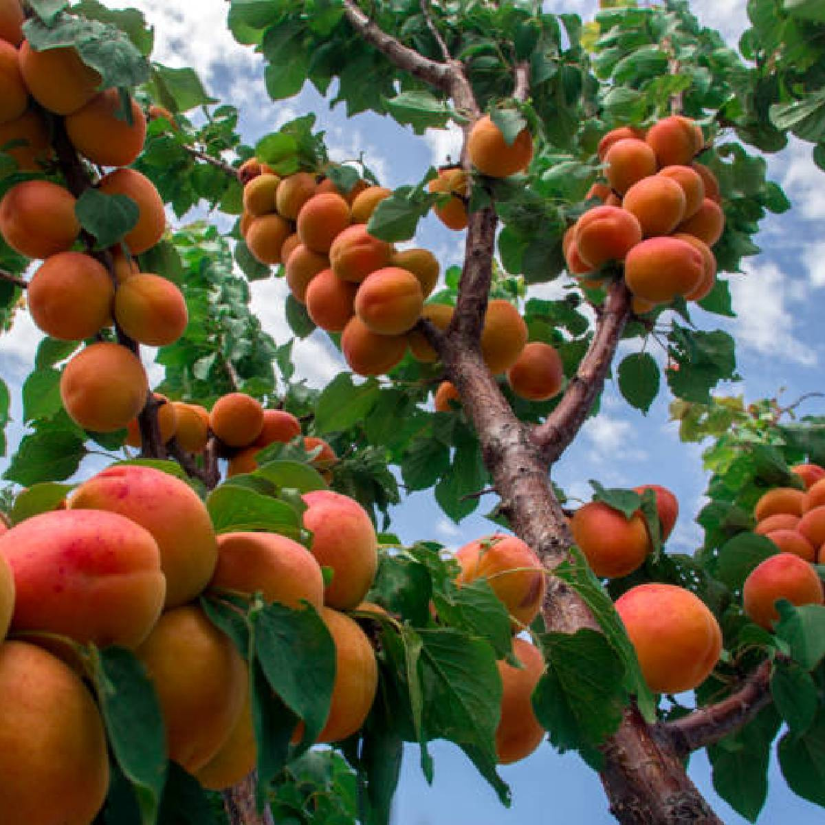 Morela Soledane w doniczce (C2)| Sadowniczy.pl