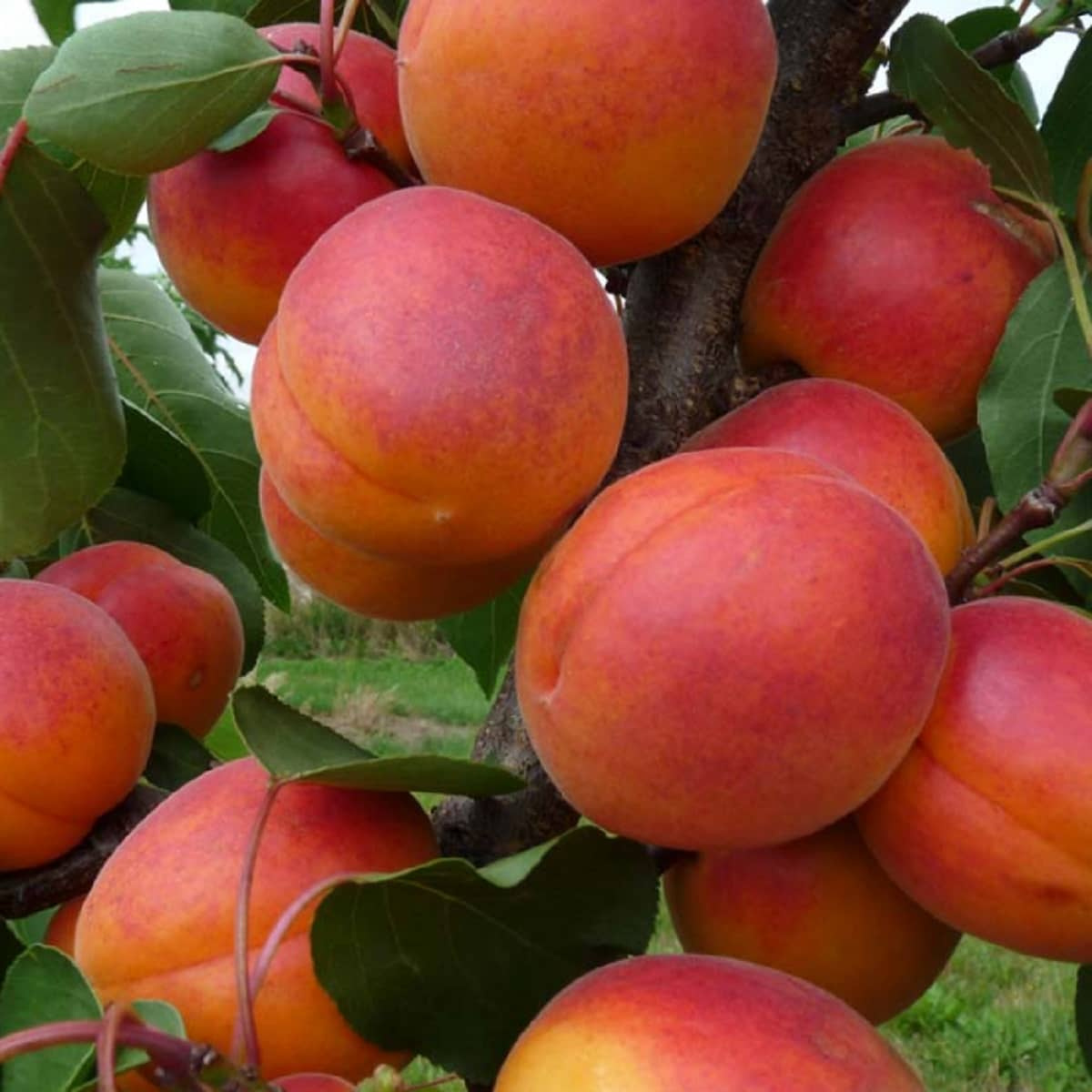 Sadzonki Moreli Somo - Smaczne Owoce z Twojego Ogrodu