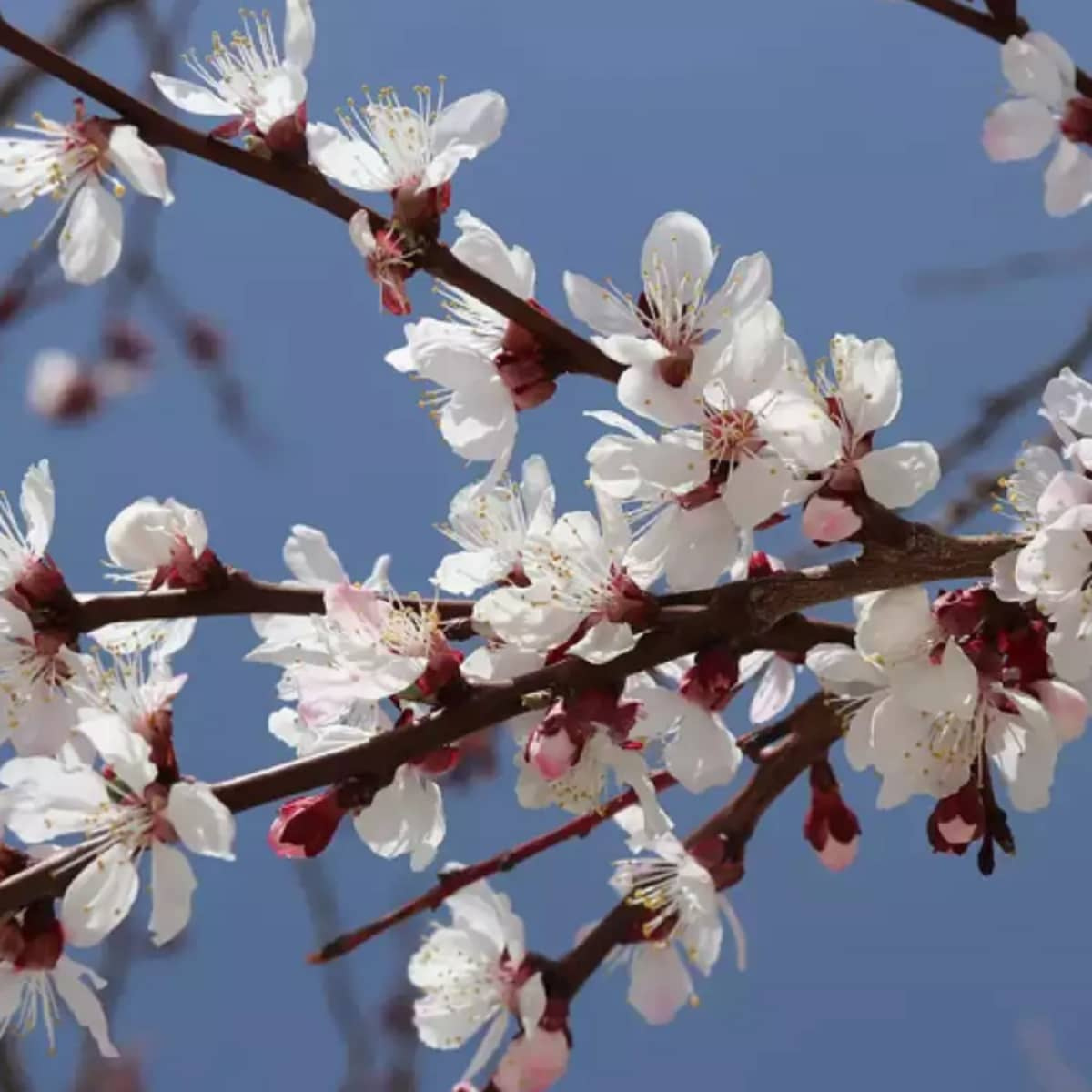 Sadzonki Moreli Somo - Smaczne Owoce z Twojego Ogrodu