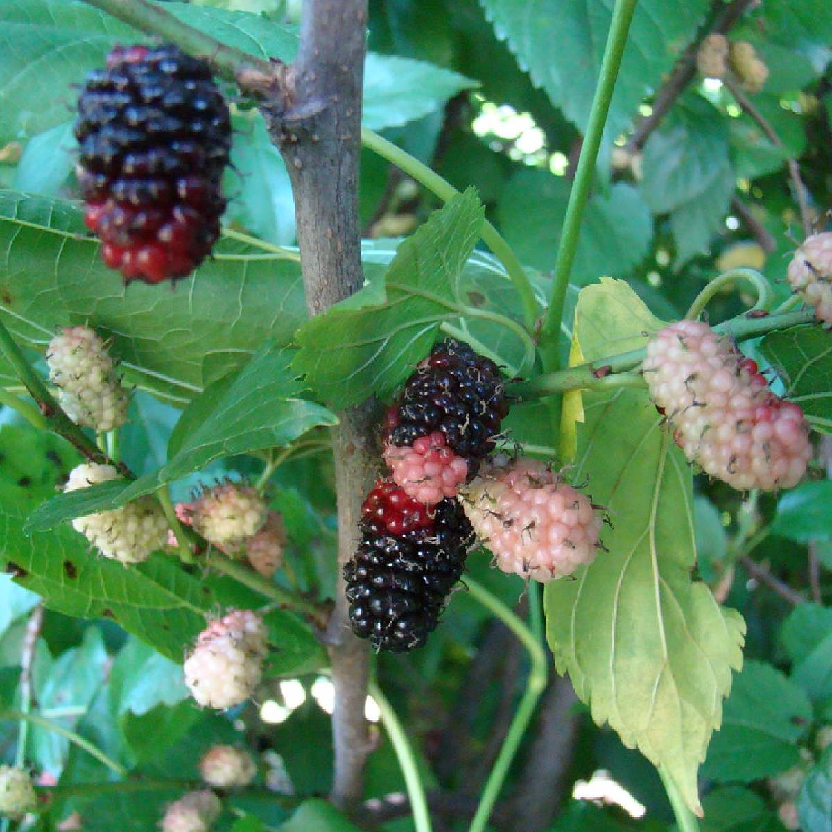 Morwa czarna Negro| Sadowniczy.pl