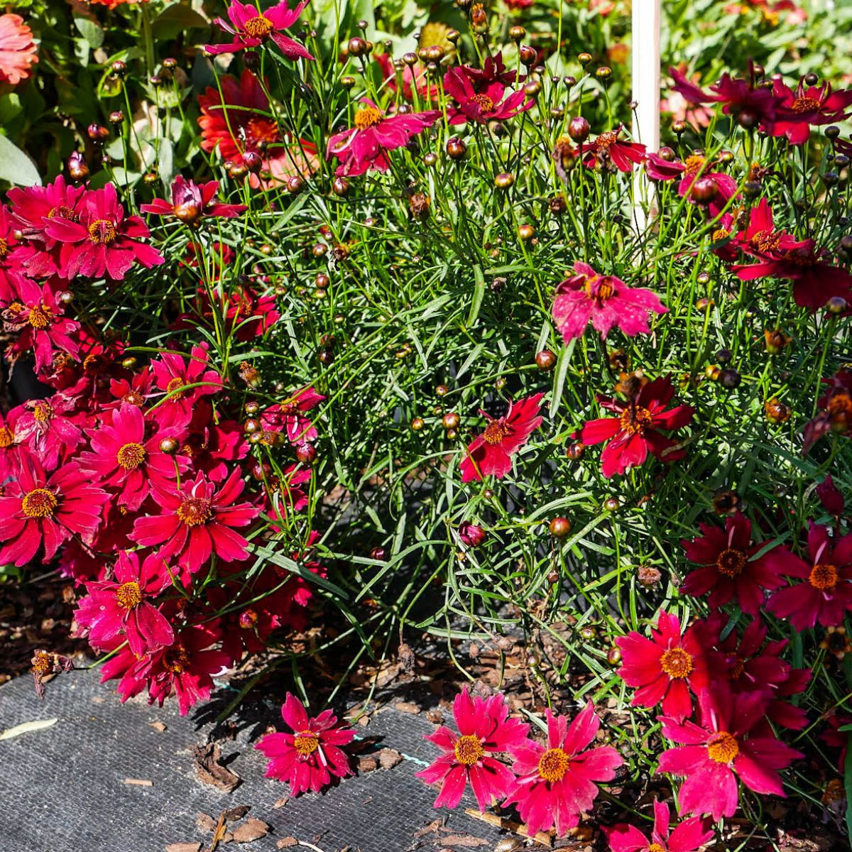 Nachyłek okółkowy Limerock Ruby (C2)| Sadowniczy.pl