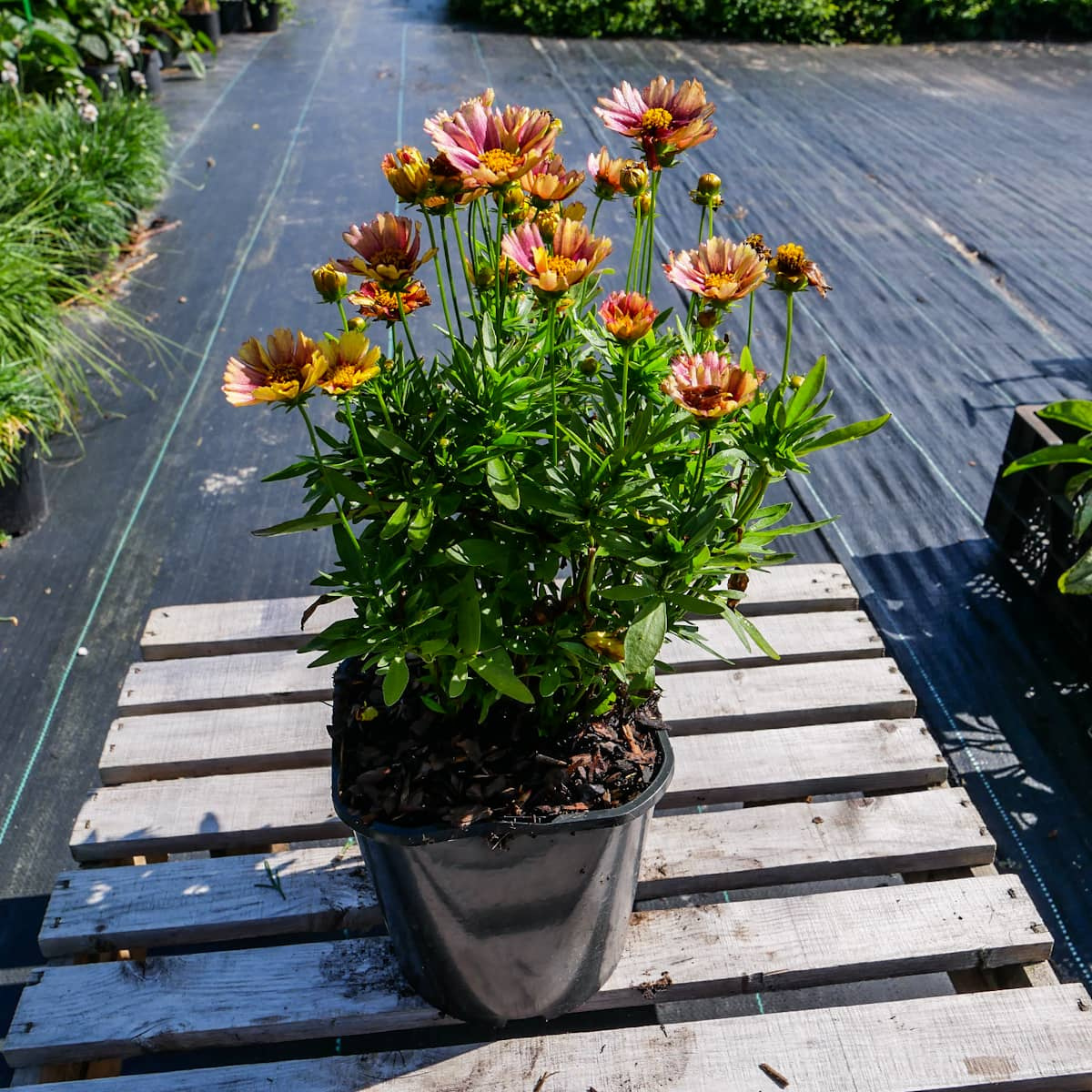 Nachyłek wielkokwiatowy Solanna Sunset Burst| Sadowniczy.pl