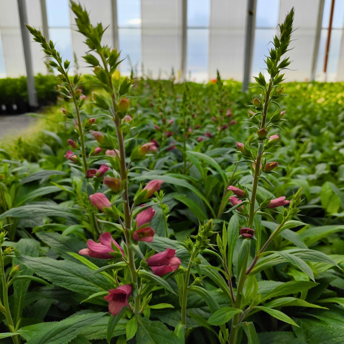 Naparstnica ogrodowa Illumination Cherry Brandy (C2) | Sadowniczy.pl