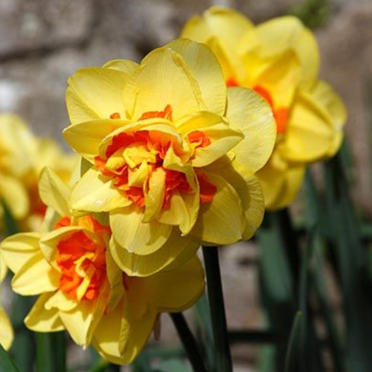 Narcyz pełny Texas| Sadowniczy.pl