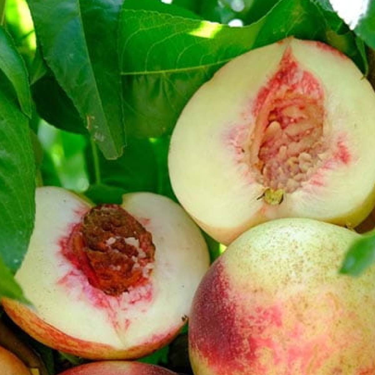 Nektaryny Artic Jay – wczesna odmiana o smacznych owocach