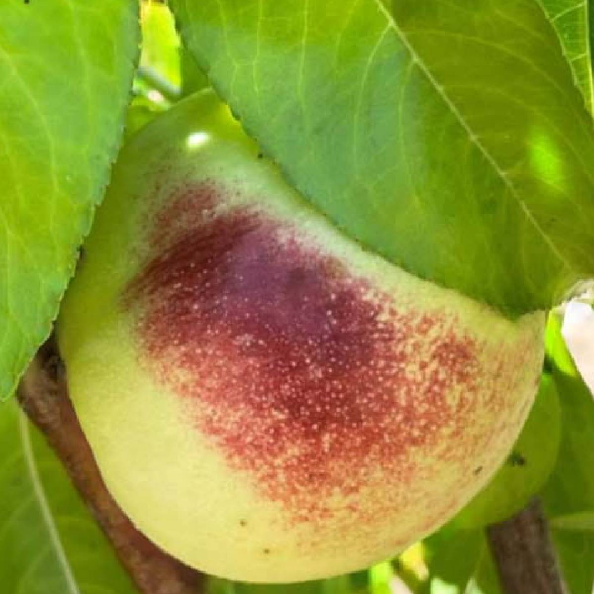 Nektaryny Artic Jay – wczesna odmiana o smacznych owocach