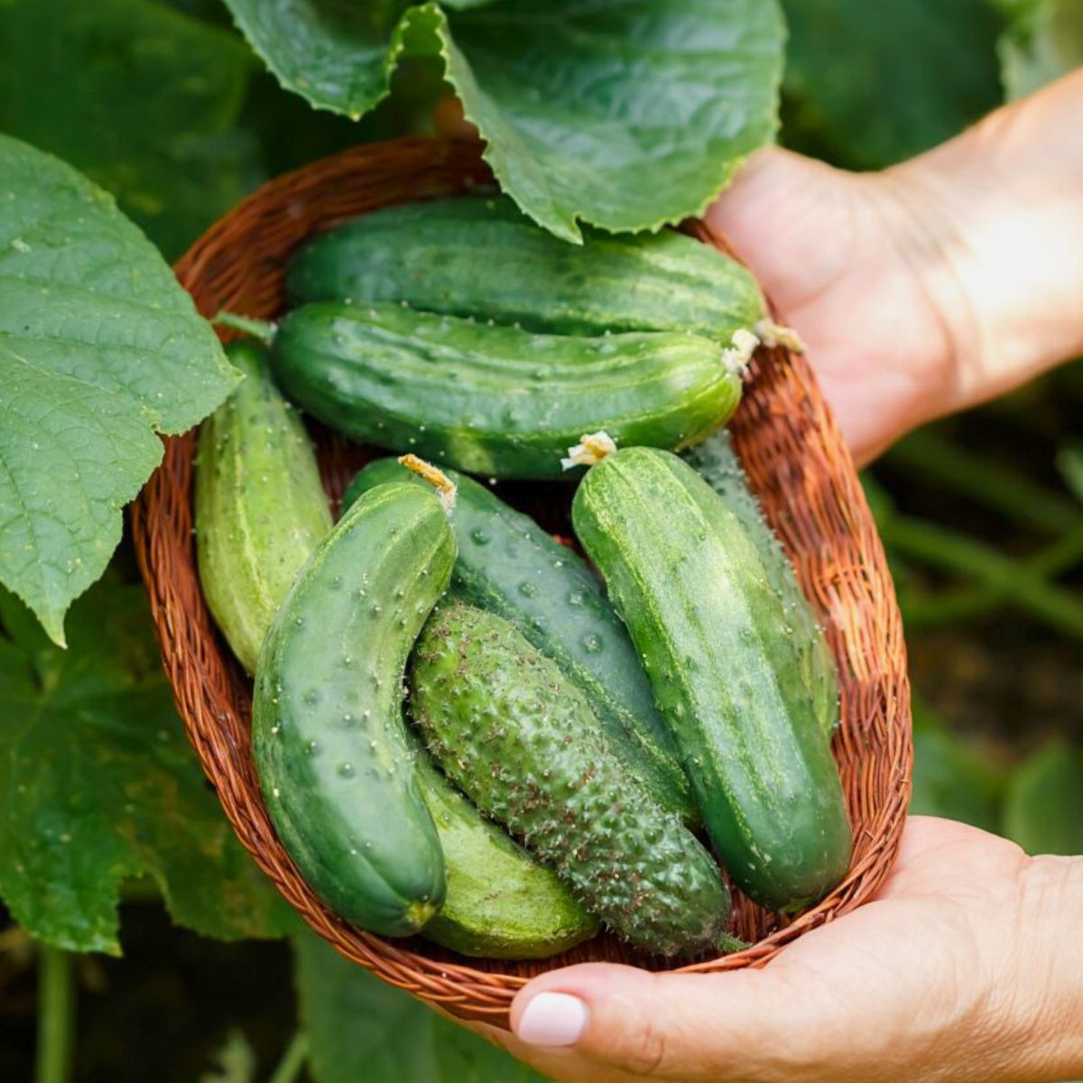 Ogórek gruntowy Bolko F1 korniszon 5g| Sadowniczy.pl