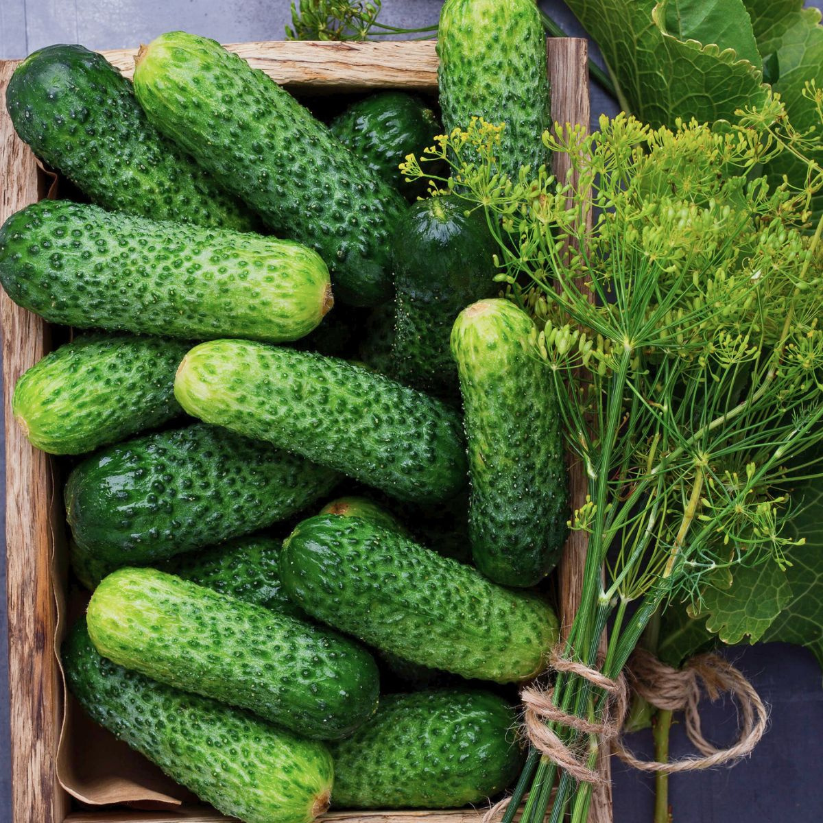 Ogórek gruntowy Krak F1 5g korniszon | Sadowniczy.pl