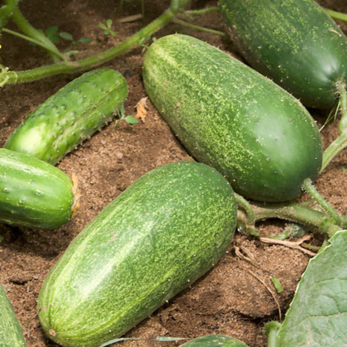 Ogórek gruntowy Remiz F1 3g korniszon| Sadowniczy.pl