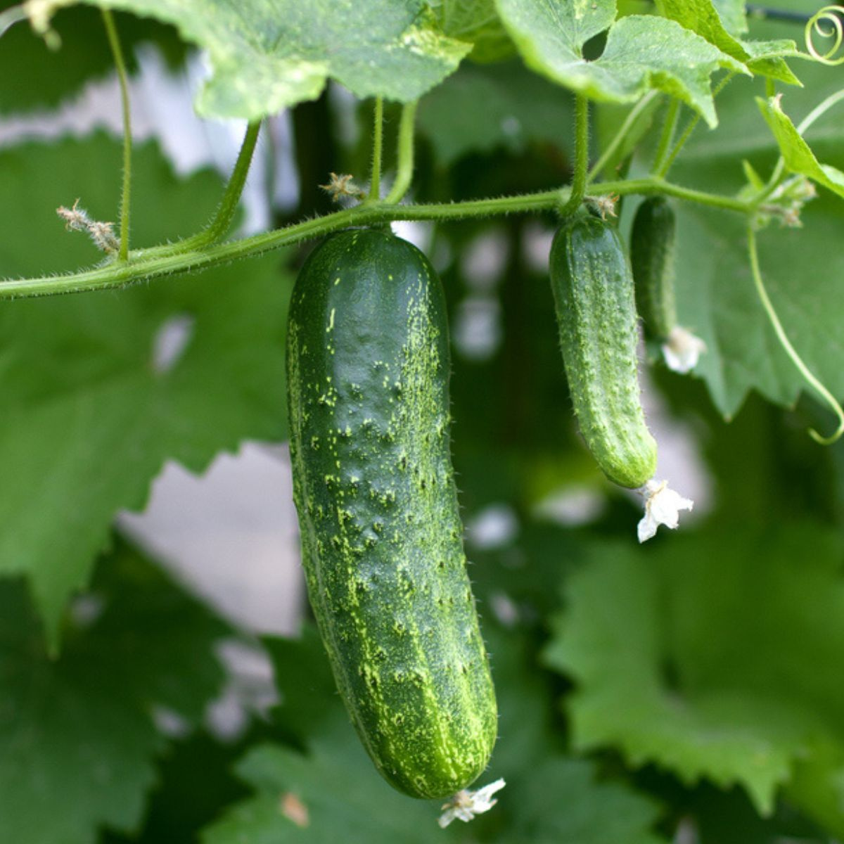 Ogórek gruntowy Sander F1 5g korniszon| Sadowniczy.pl