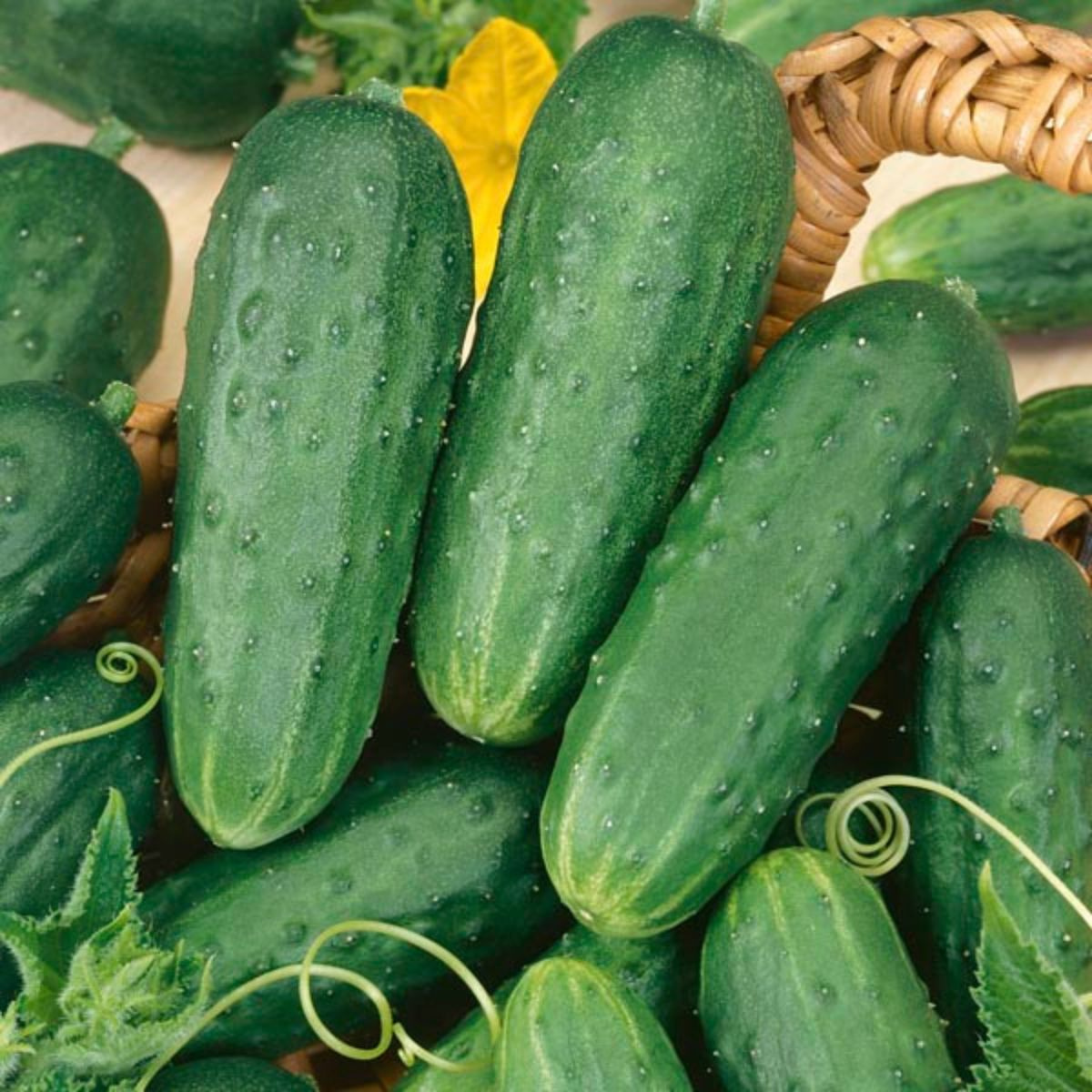 Ogórek gruntowy konserwowy Hugon F1 500g KORNISZON| Sadowniczy.pl