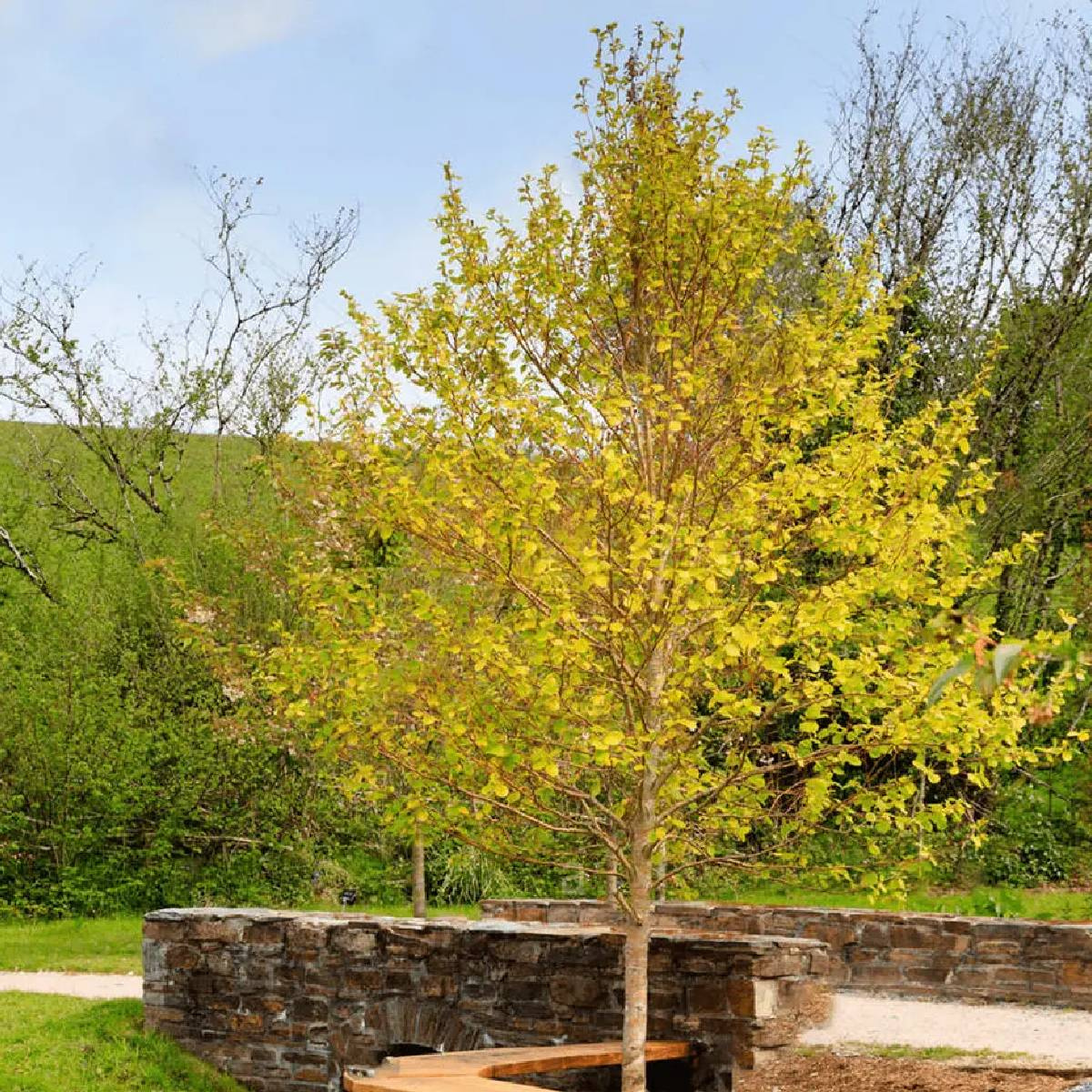 Olcha szara Aurea| Sadowniczy.pl