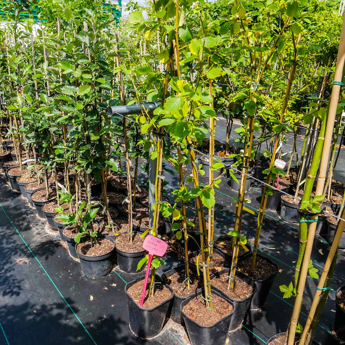 Olcha szara Aurea| Sadowniczy.pl