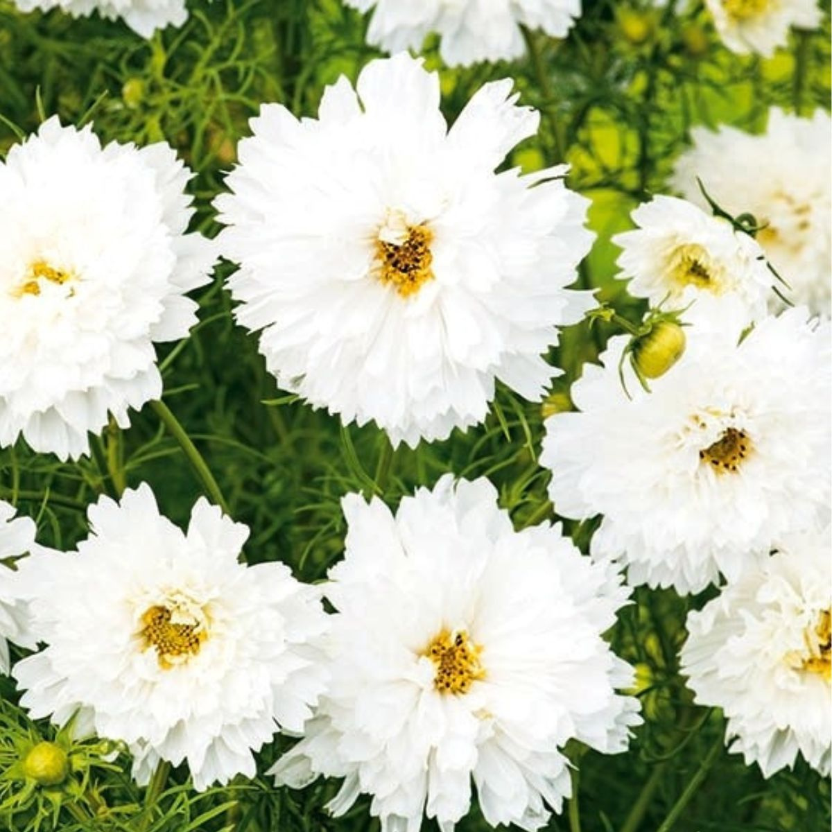 Onętek (Kosmos) Double click biały 0,2g Polan| Sadowniczy.pl