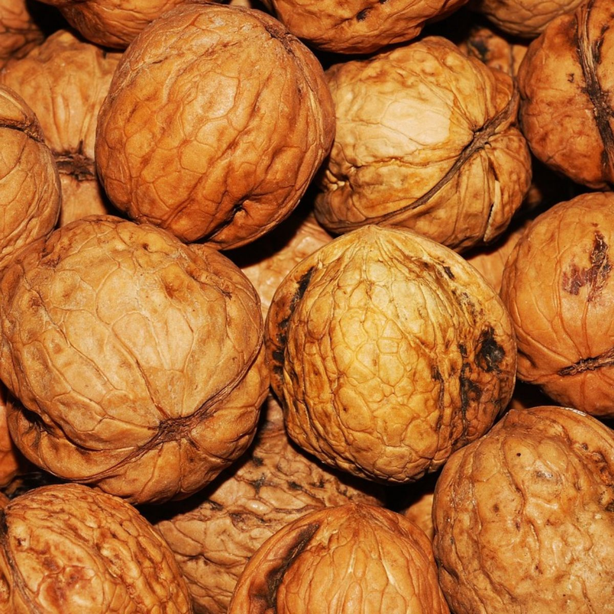 Orzech Włoski Sadzonki – Jak Sadzić i Pielęgnować?