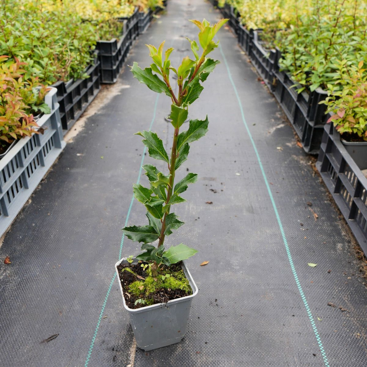 Ostrokrzew Golden Girl żeński (P9)| Sadowniczy.pl