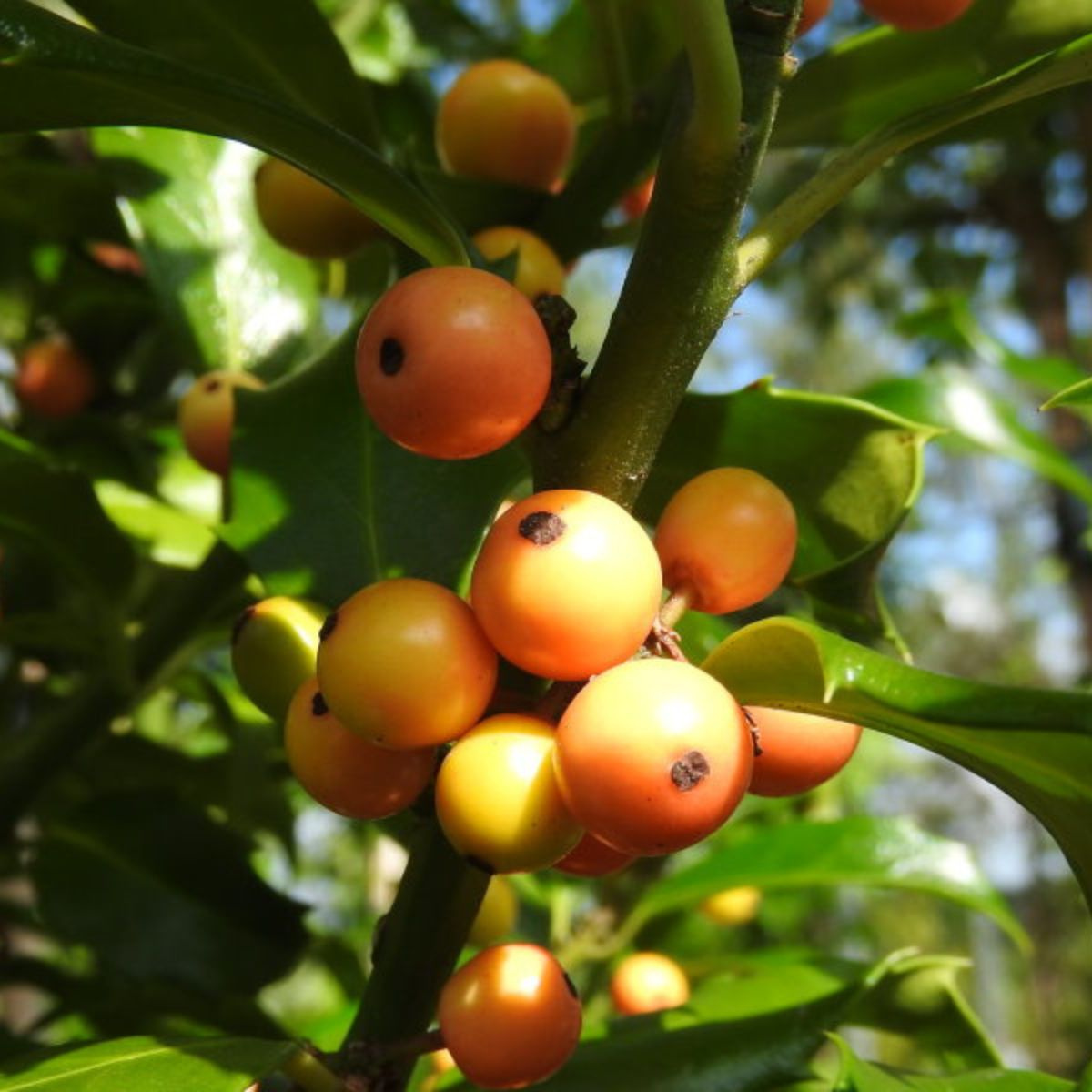 Ostrokrzew Golden Girl żeński (P9)| Sadowniczy.pl