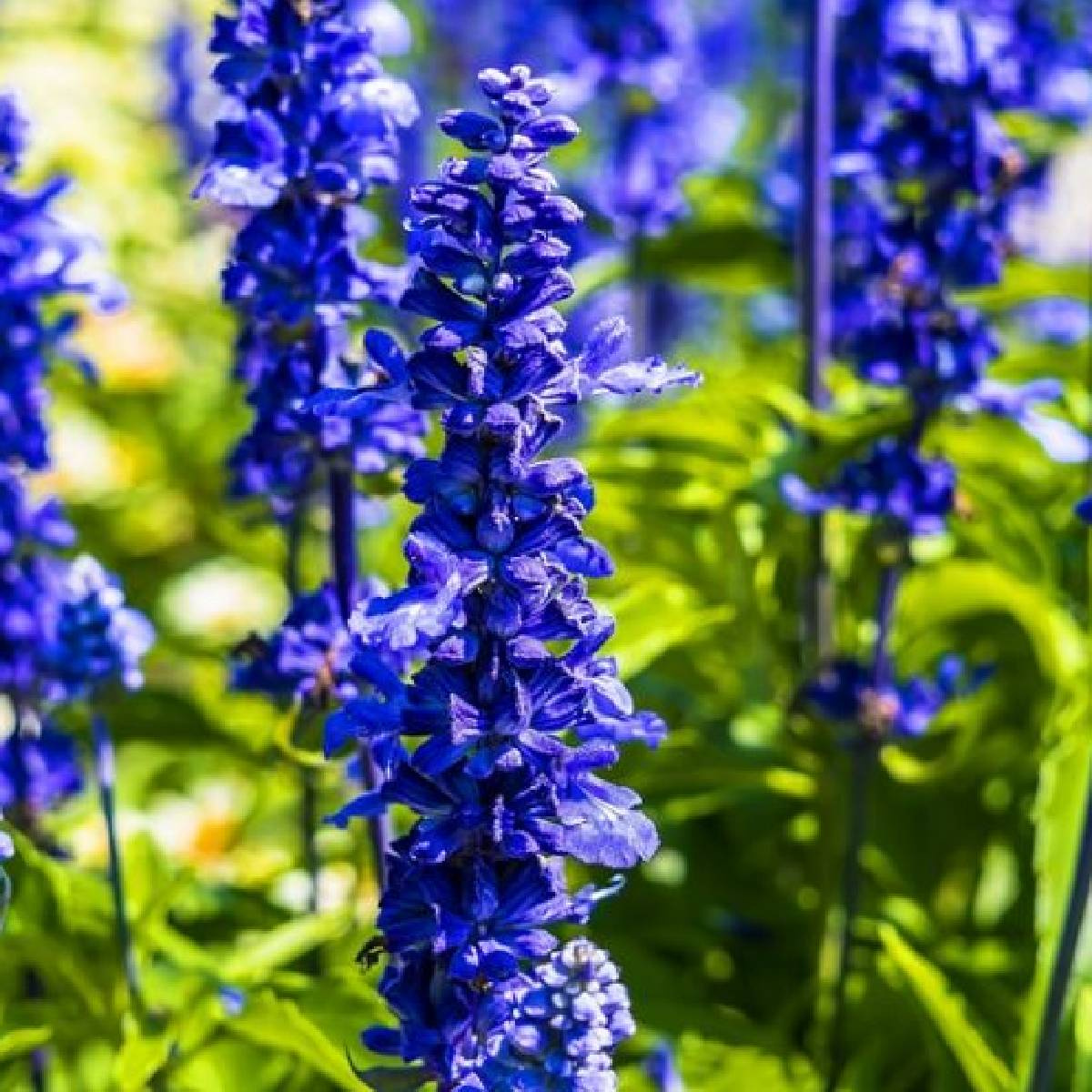 Ostróżka ogrodowa Blue Bird (C2)| Sadowniczy.pl