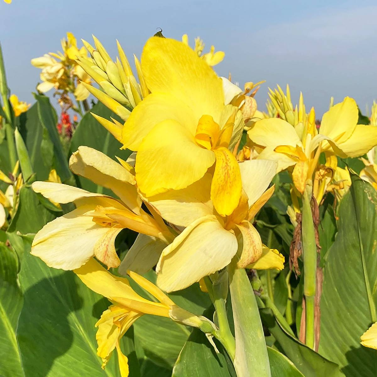 KANNA - canna - Oiseau D'or - paciorecznik - duży wybór