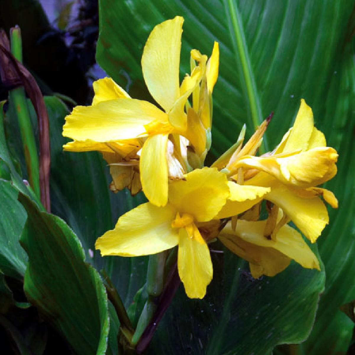 KANNA - canna - Oiseau D'or - paciorecznik - duży wybór