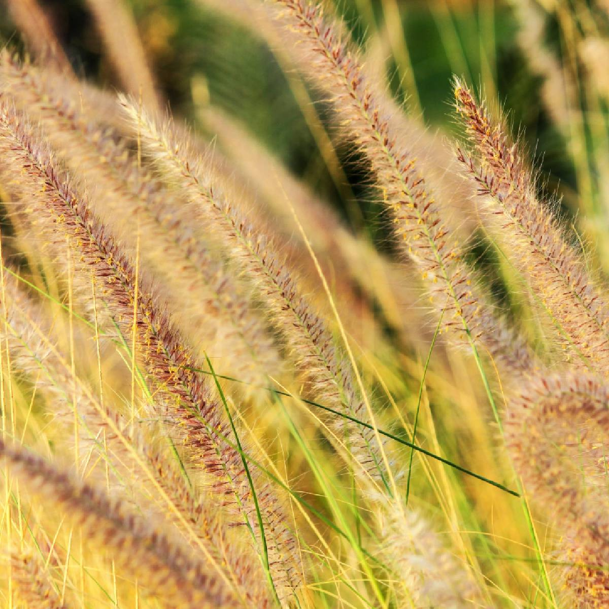 Piórkówka Rozplenica wschodnia Fairy Tails (C2)| Sadowniczy.pl