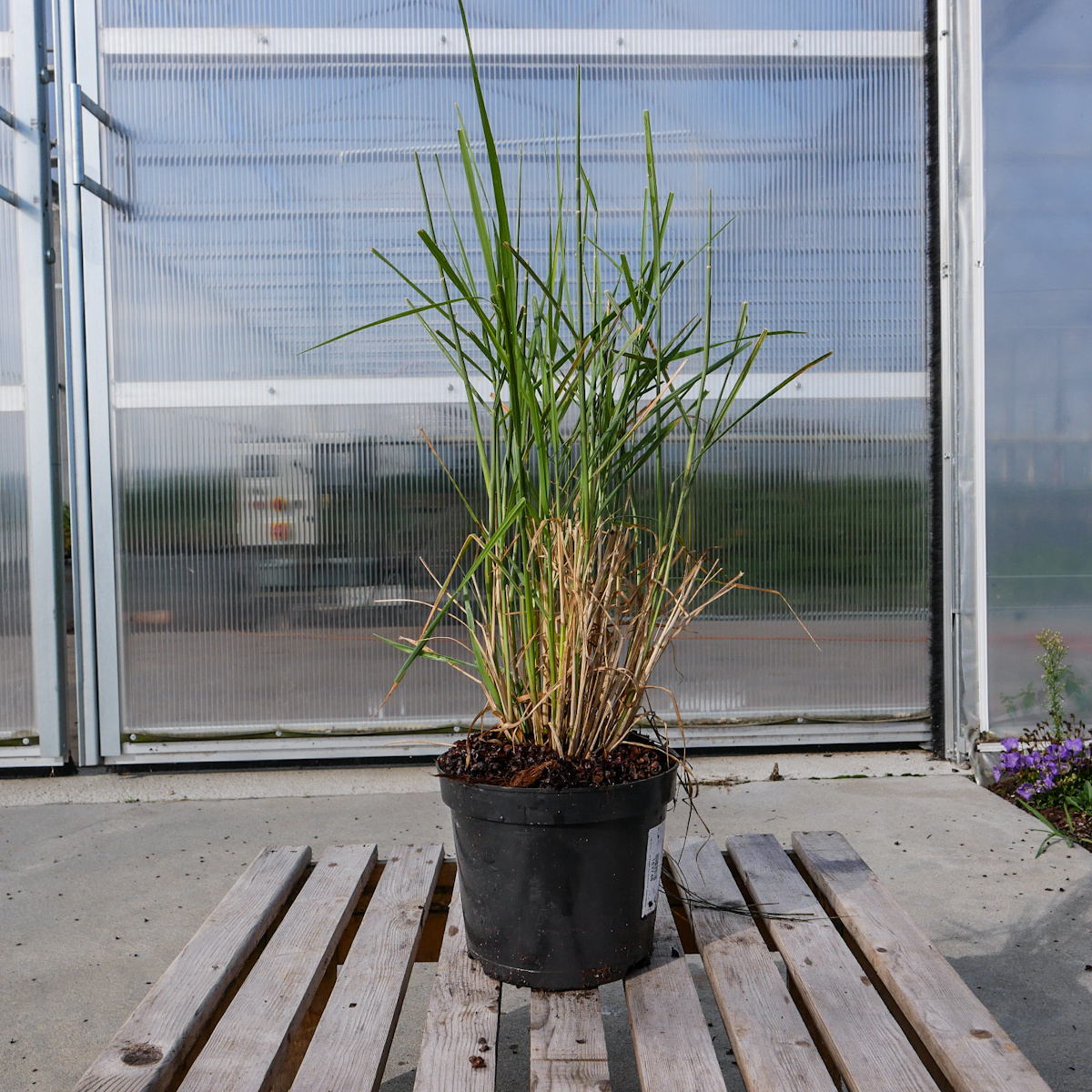 Piórkówka Rozplenica wschodnia Fairy Tails (C2)| Sadowniczy.pl