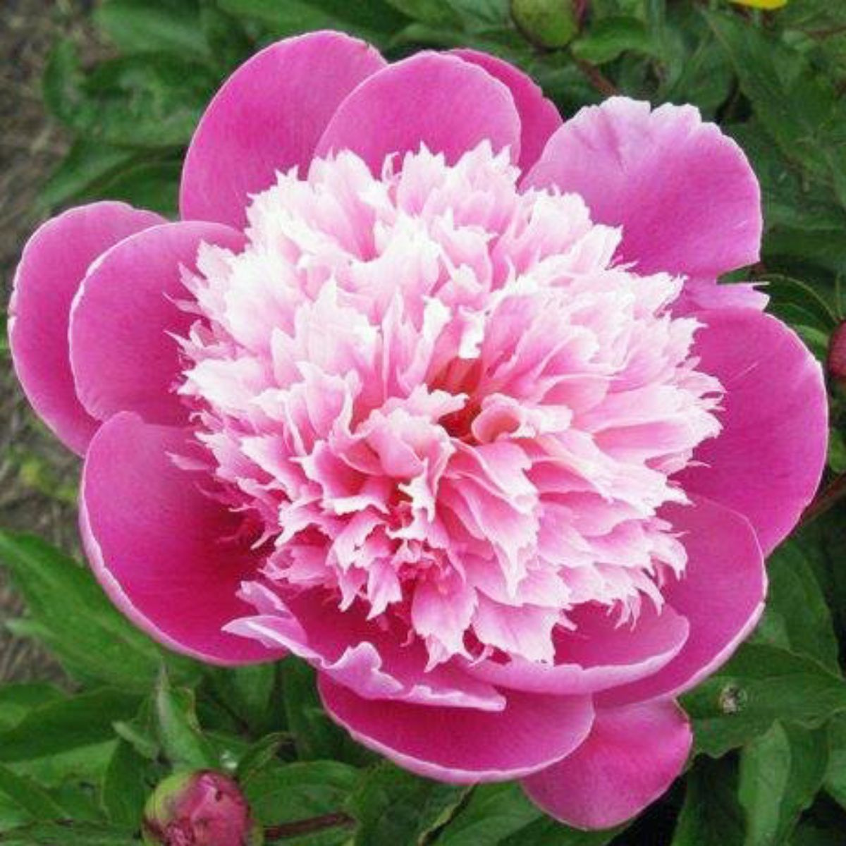 Piwonia Chińska - Peonia - Shirley Temple - olbrzymi wybór