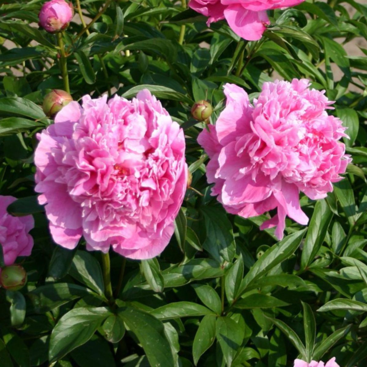 Piwonia Chińska - Peonia - Shirley Temple - olbrzymi wybór