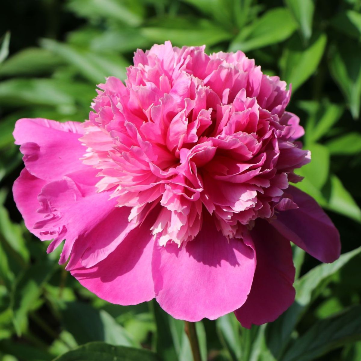 Piwonia Chińska - Peonia - Shirley Temple - olbrzymi wybór