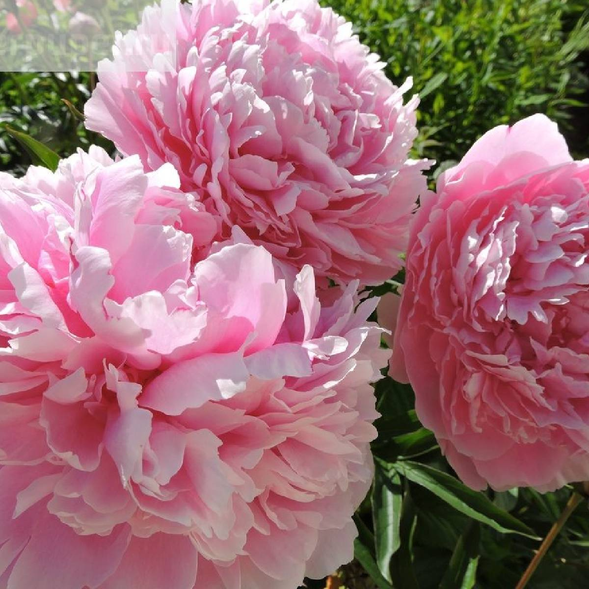 Piwonia chińska Peonia Sarah Bernhardt (C2)| Sadowniczy.pl